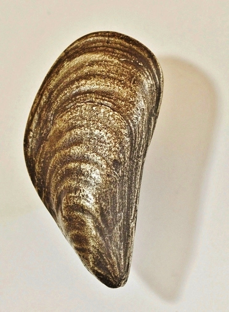 Mussel Knob (Left) – Modern Objects